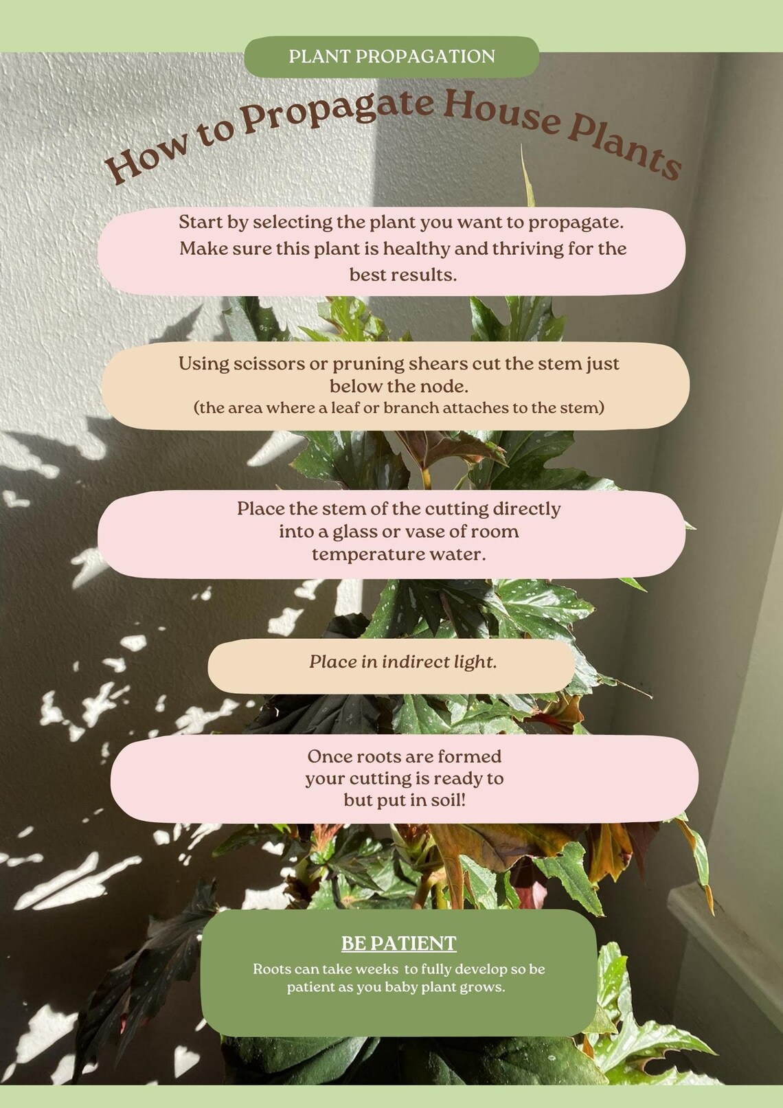 How to Propagate House Plants in Five Easy Steps/ Fool Proof Guide to ...