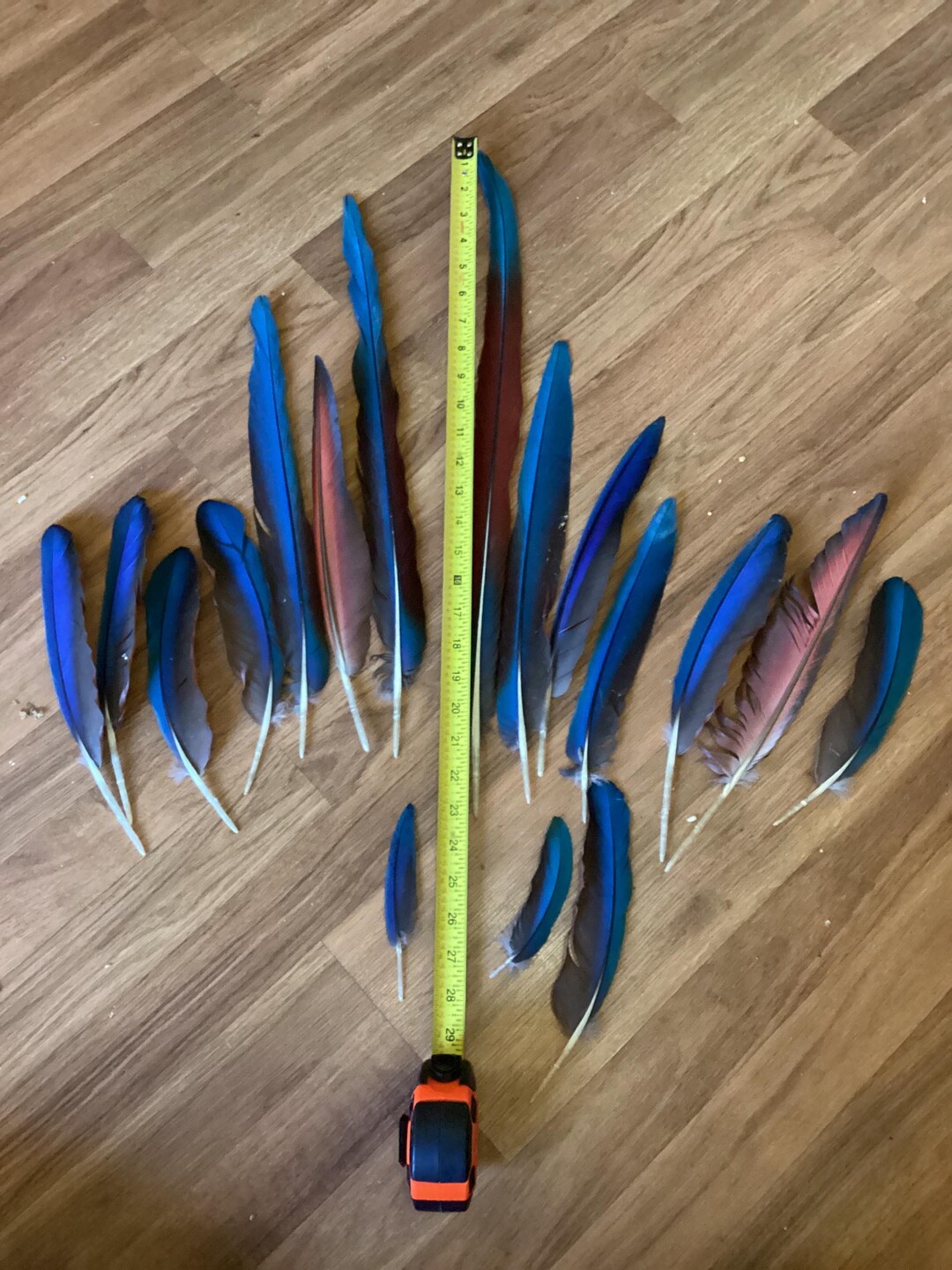 Macaw Tail and Wing Feathers - Etsy