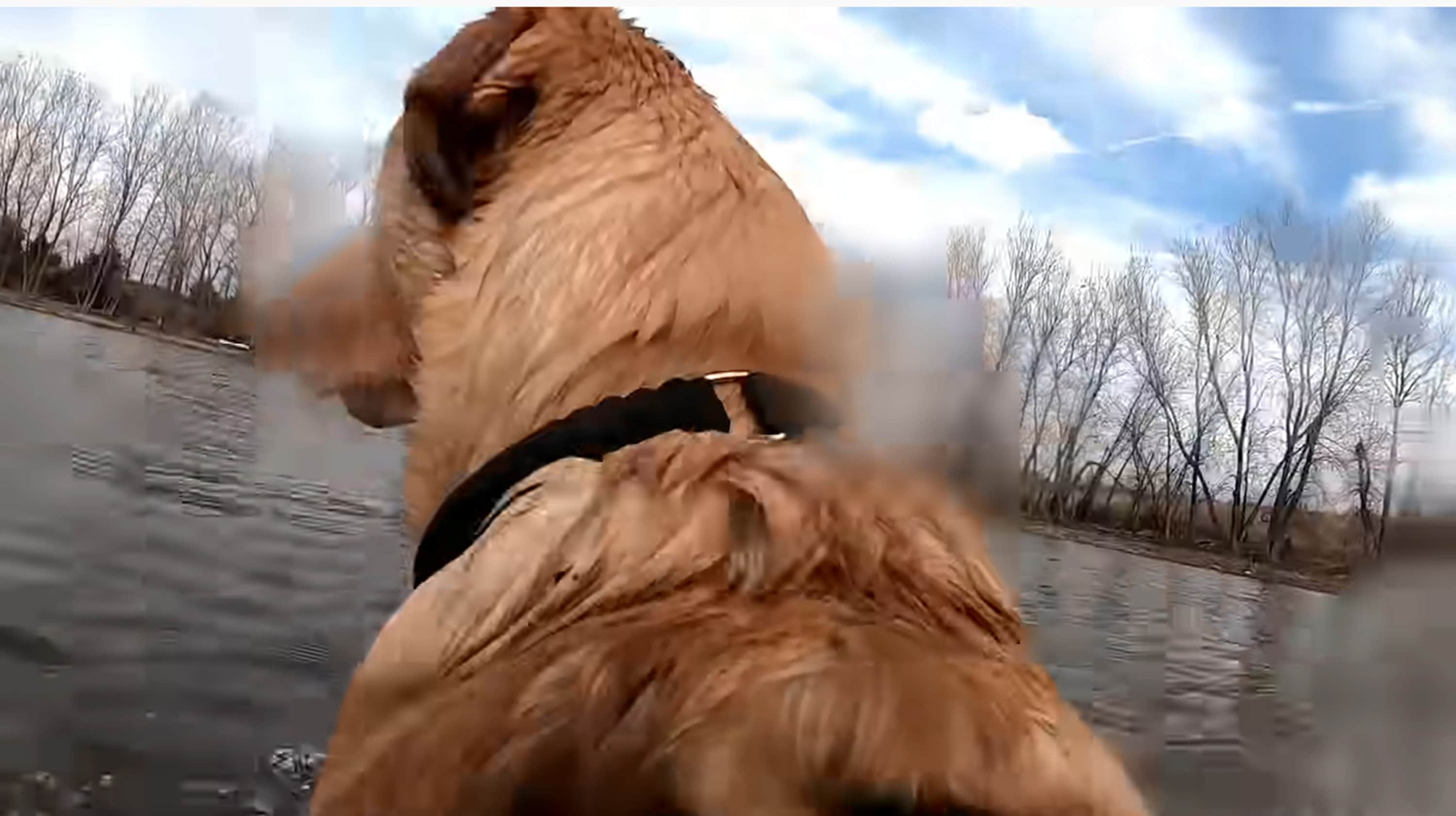 Mr Petcam HD Cat Collar Camera Collar Mounted Pet Camera for Cats ...