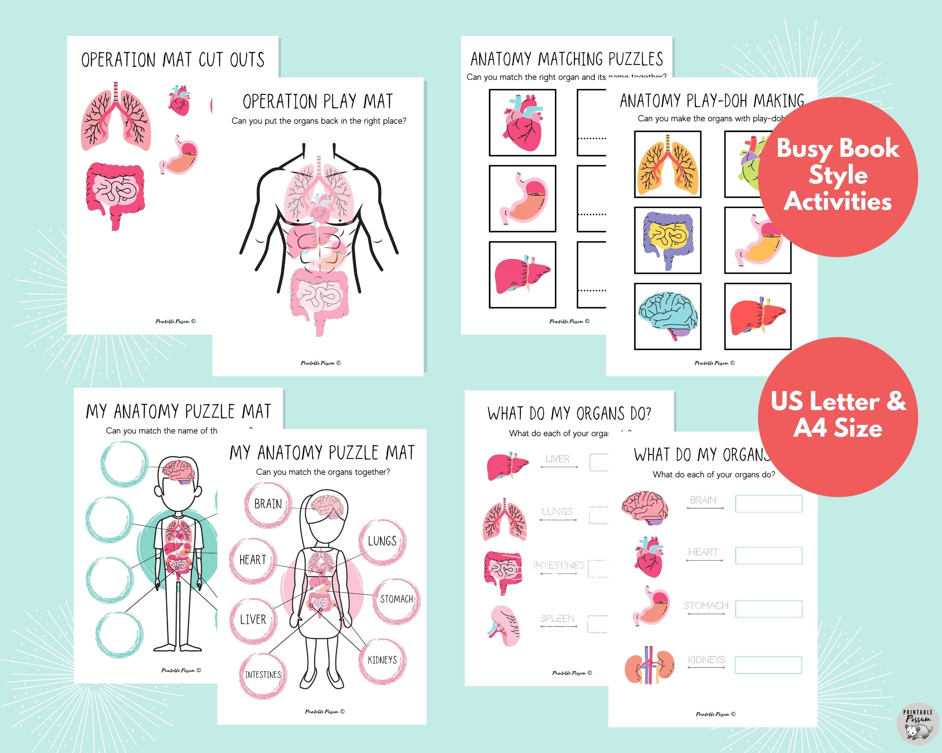 Human Anatomy Printables Set, Body Parts Printable, Homeschool, Busy ...