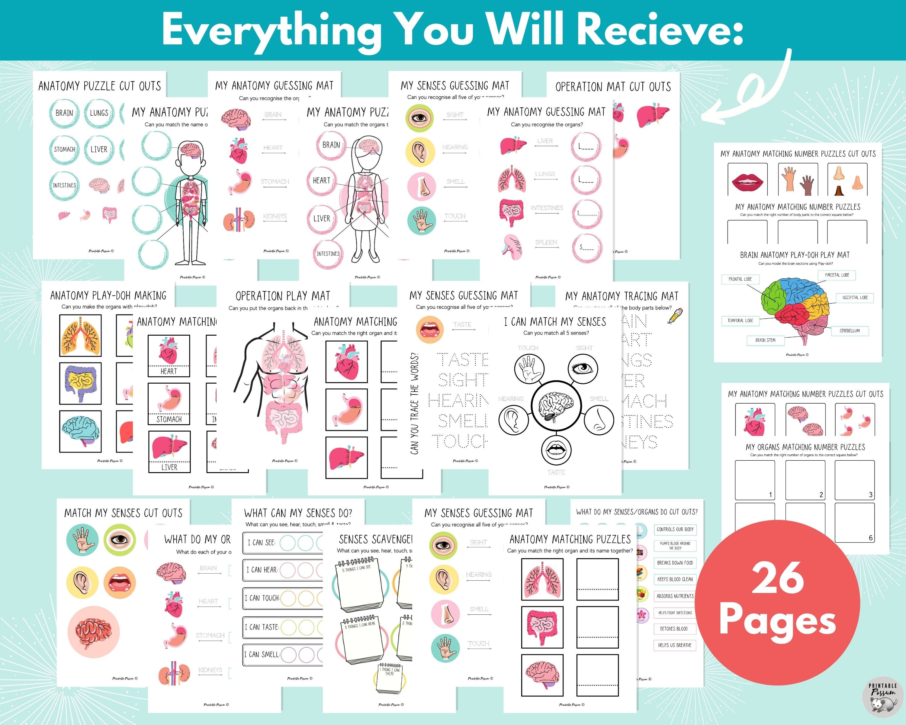 Human Anatomy Printables Set Body Parts Printable - Etsy UK