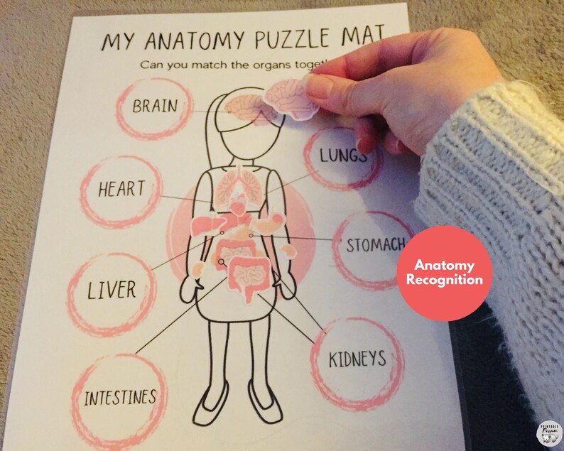 Human Anatomy Printables Set, Body Parts Printable, Homeschool, Busy ...