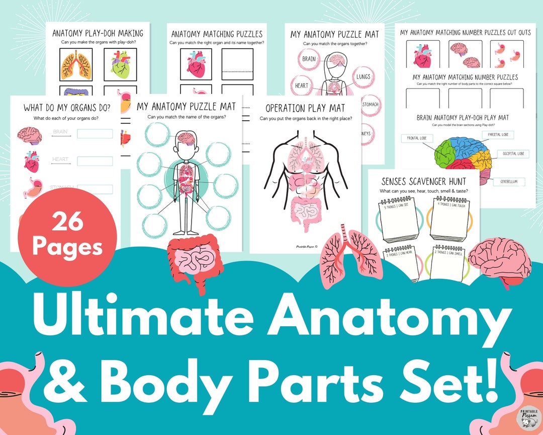 Human Anatomy Printables Set, Body Parts Printable, Homeschool, Busy ...