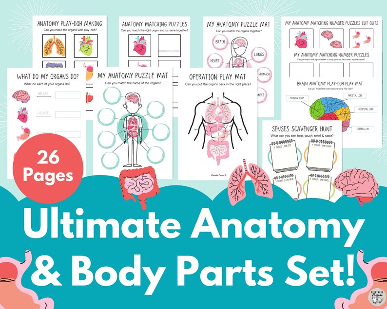 Human Anatomy Printables Set, Body Parts Printable, Homeschool, Busy ...