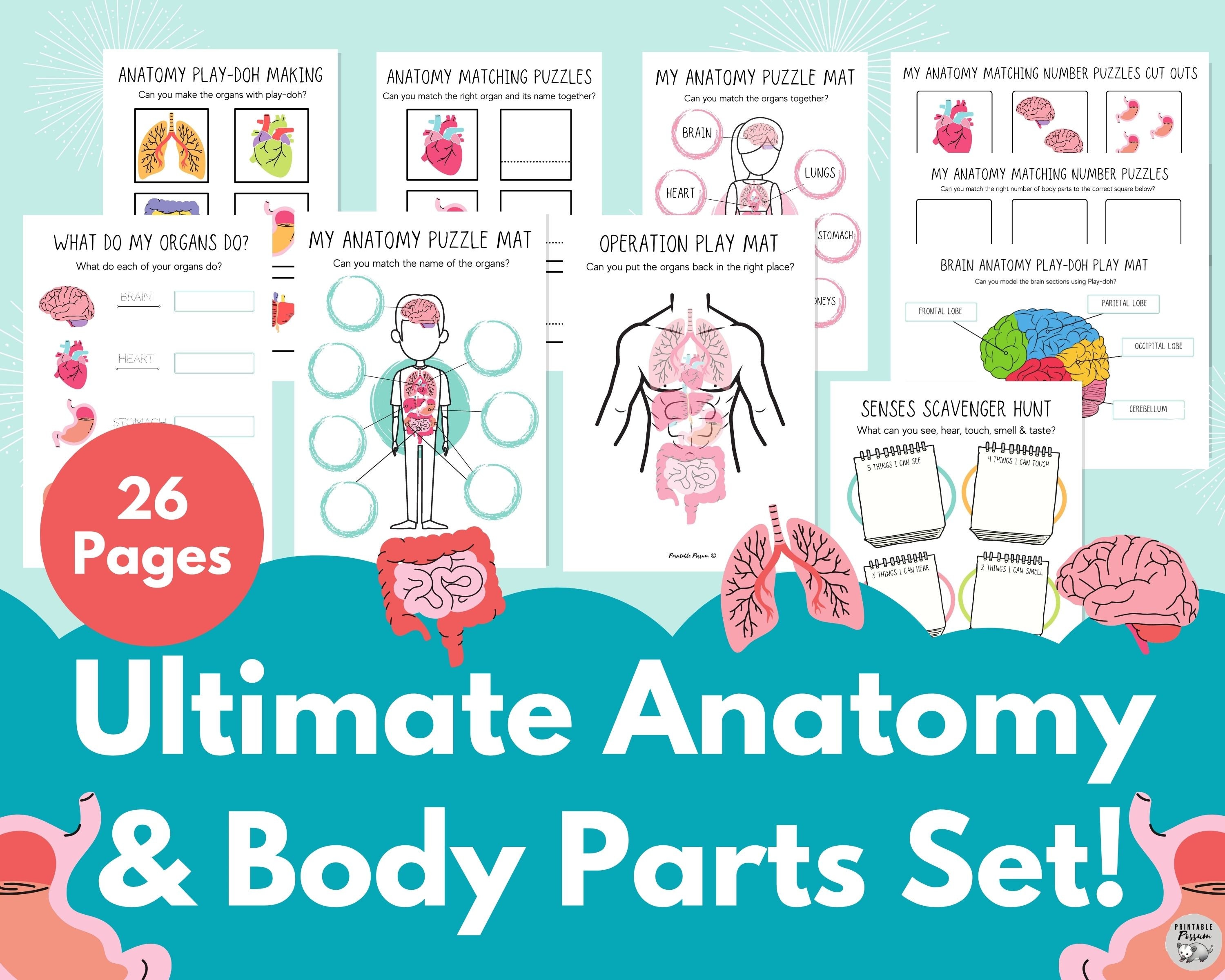 Human Anatomy Printables Set, Body Parts Printable, Homeschool, Busy ...