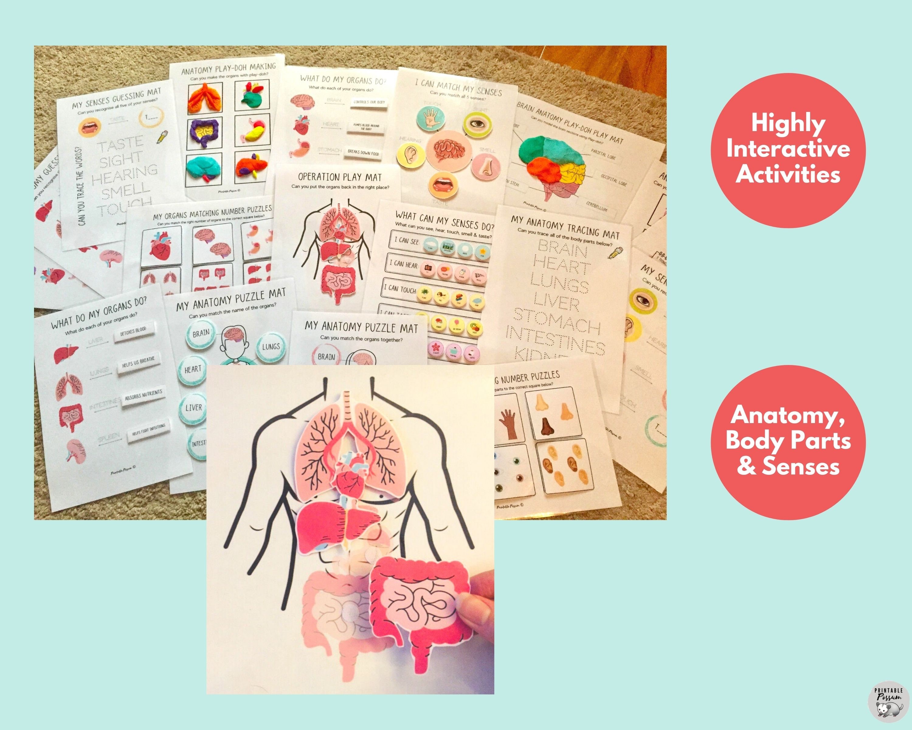 Human Anatomy Printables Set Body Parts Printable - Etsy Australia