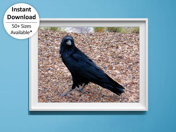 Raven DIY Printable Photo Download With More Than 50 Sizes - Etsy