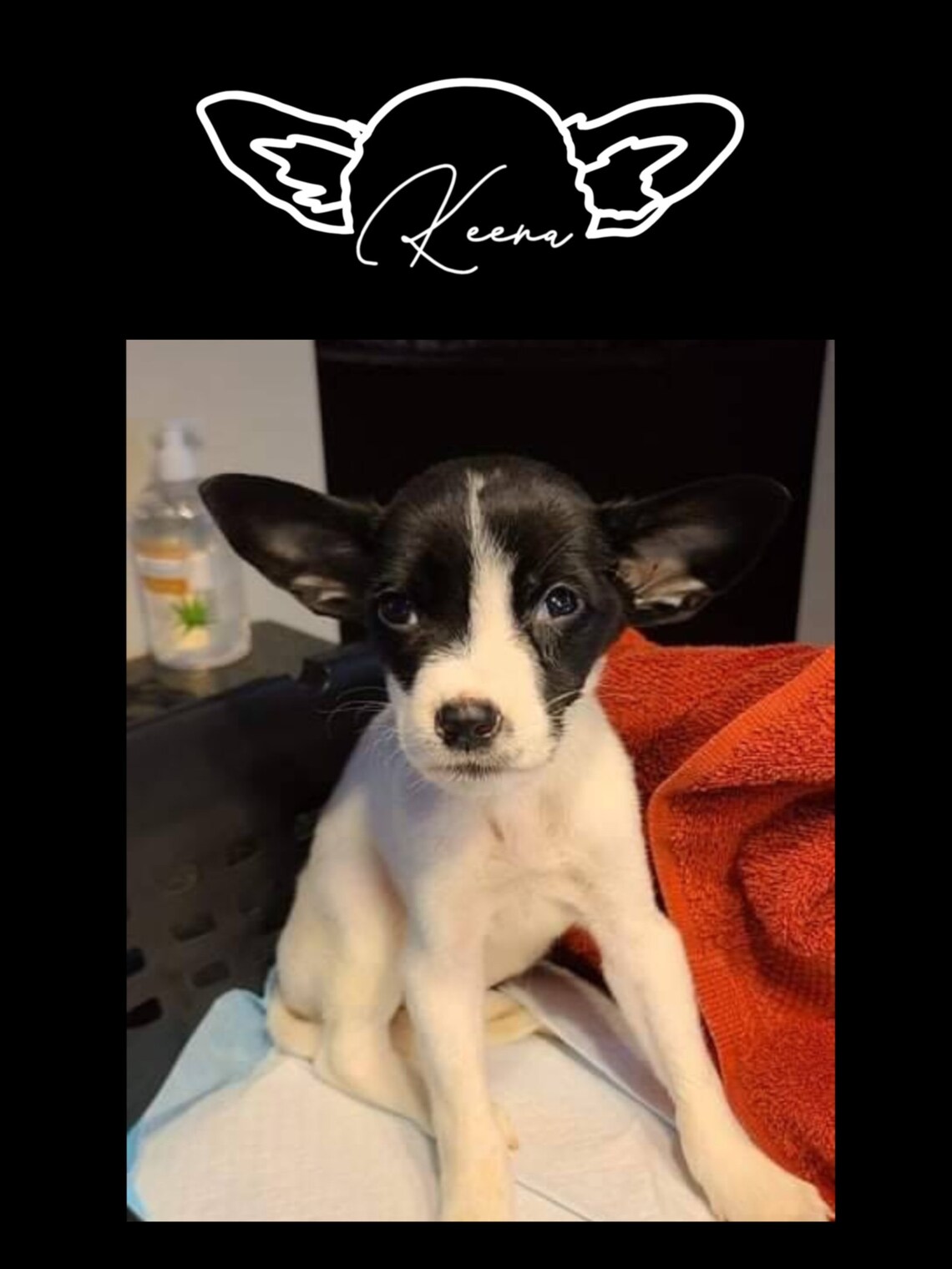 Custom Pet Ears Sticker Decal / Dog Ears Sticker Decal Car | Etsy