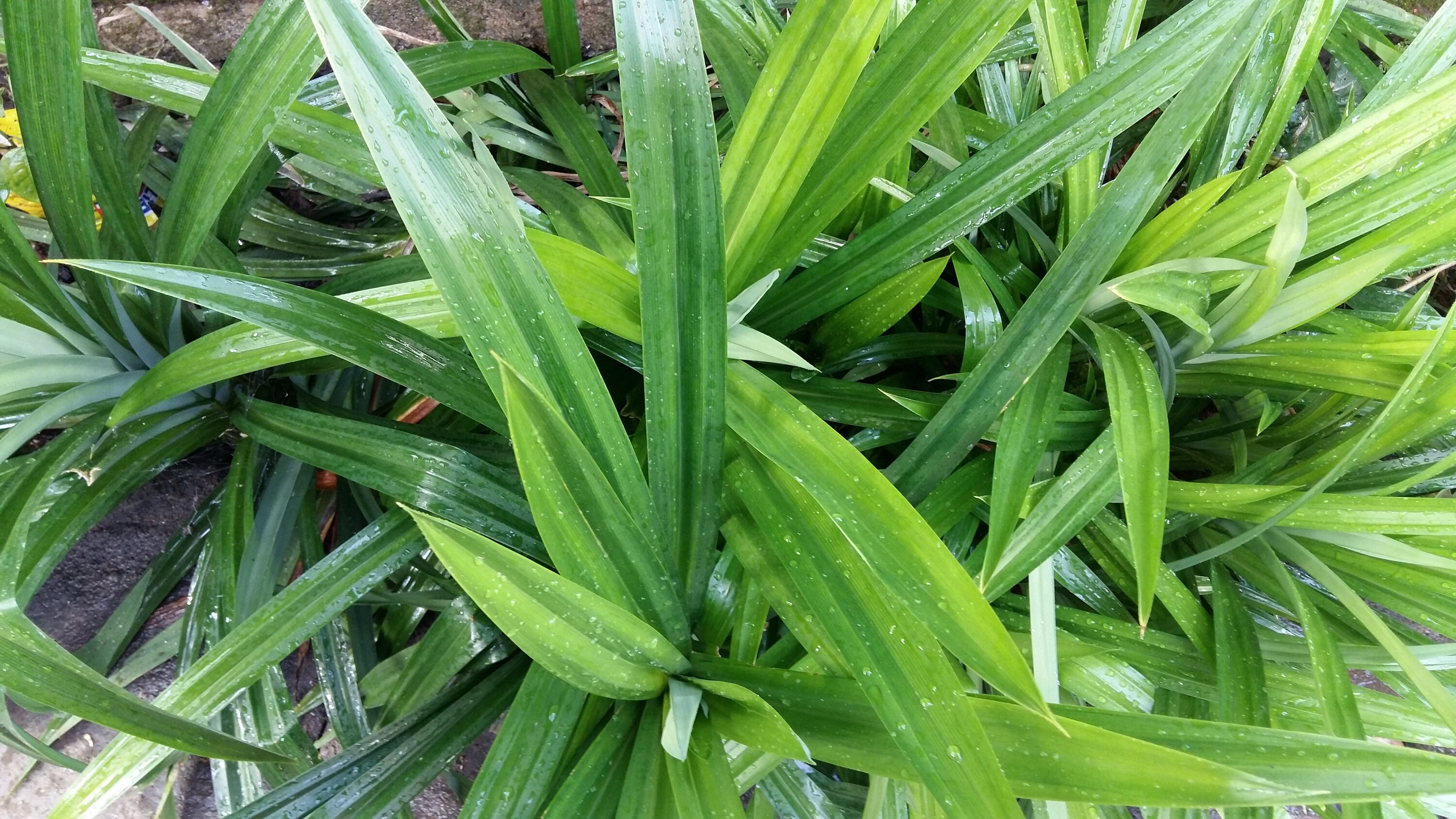 Rampe Fresh Leaves Fresh Sri Lankan Pandan Pandan | Etsy