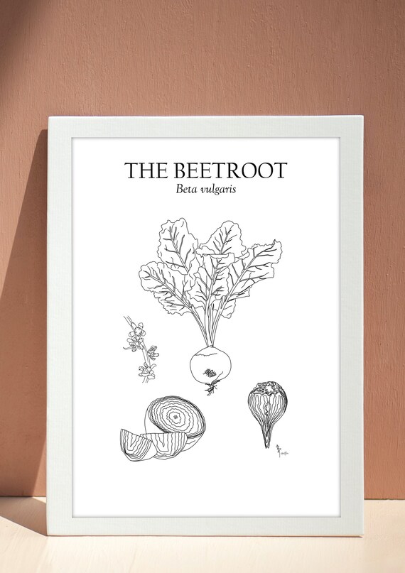 Beet Line Drawing