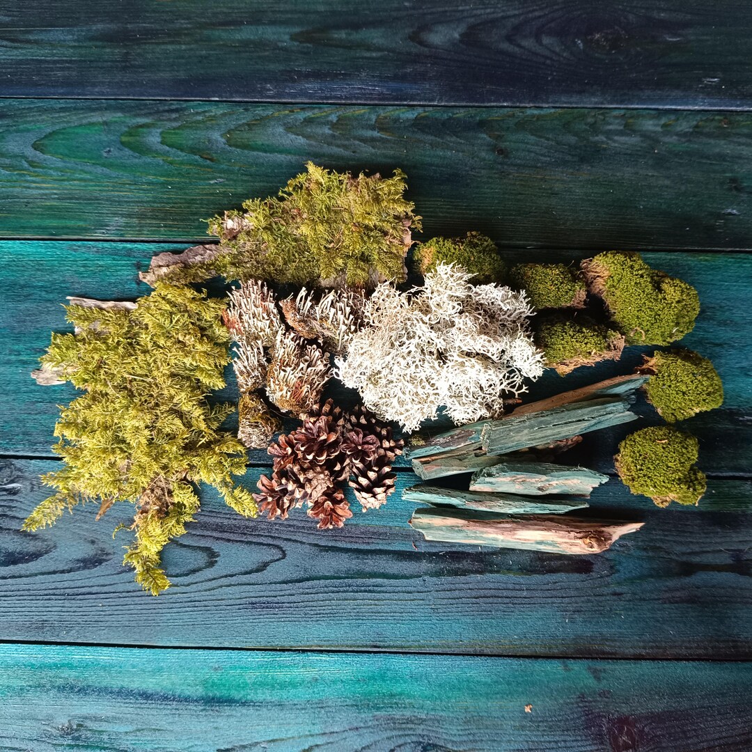 Forest Finds Box: Birch Bark, Lichen, Pine Cones - Craft Supplies - Etsy