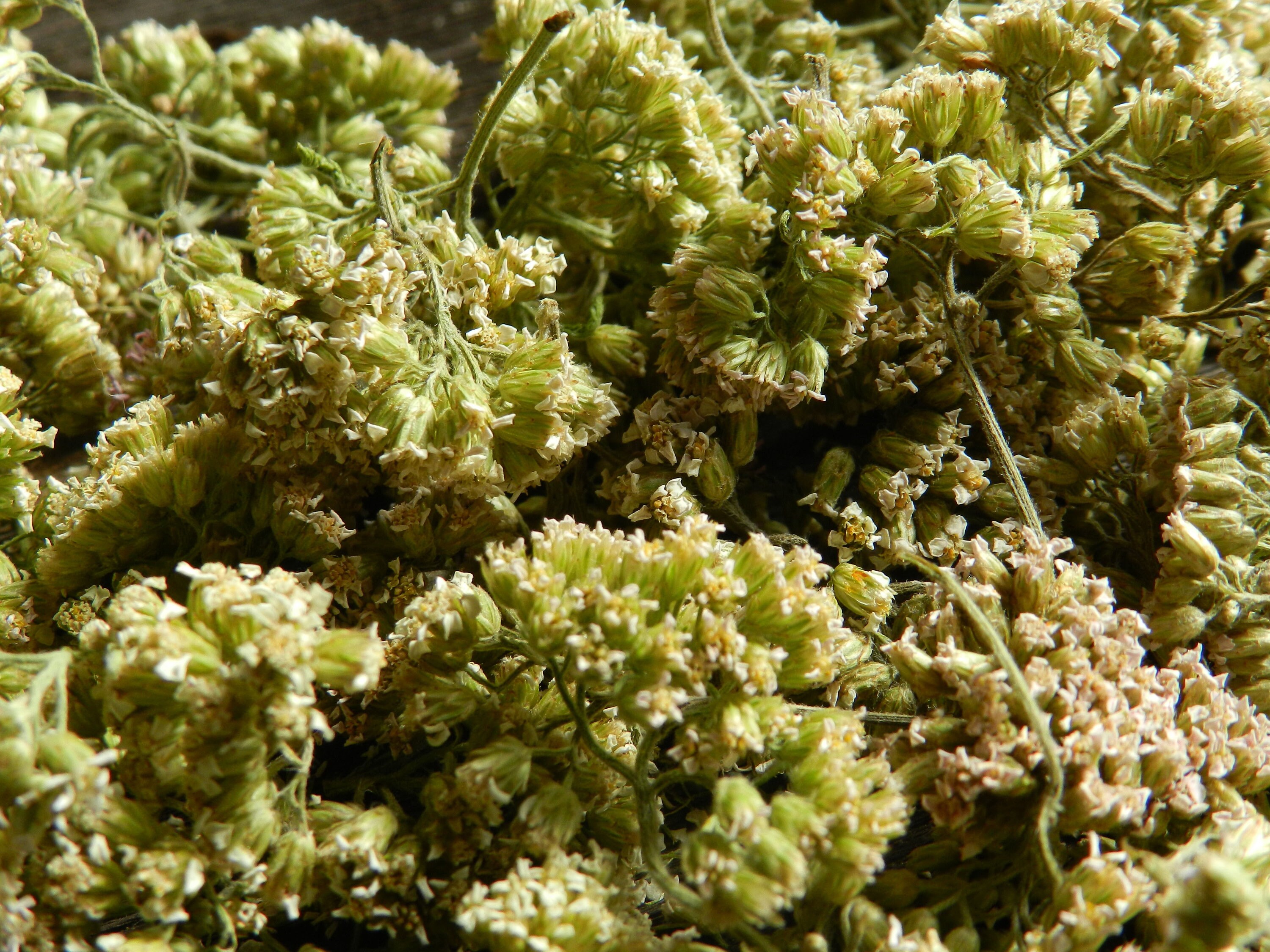 2oz Dried Yarrow Flowers Achillea Millefolium Meadow Yarrow | Etsy