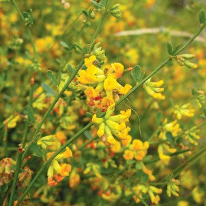 Deerweed Seeds FREE SHIPPING - Etsy
