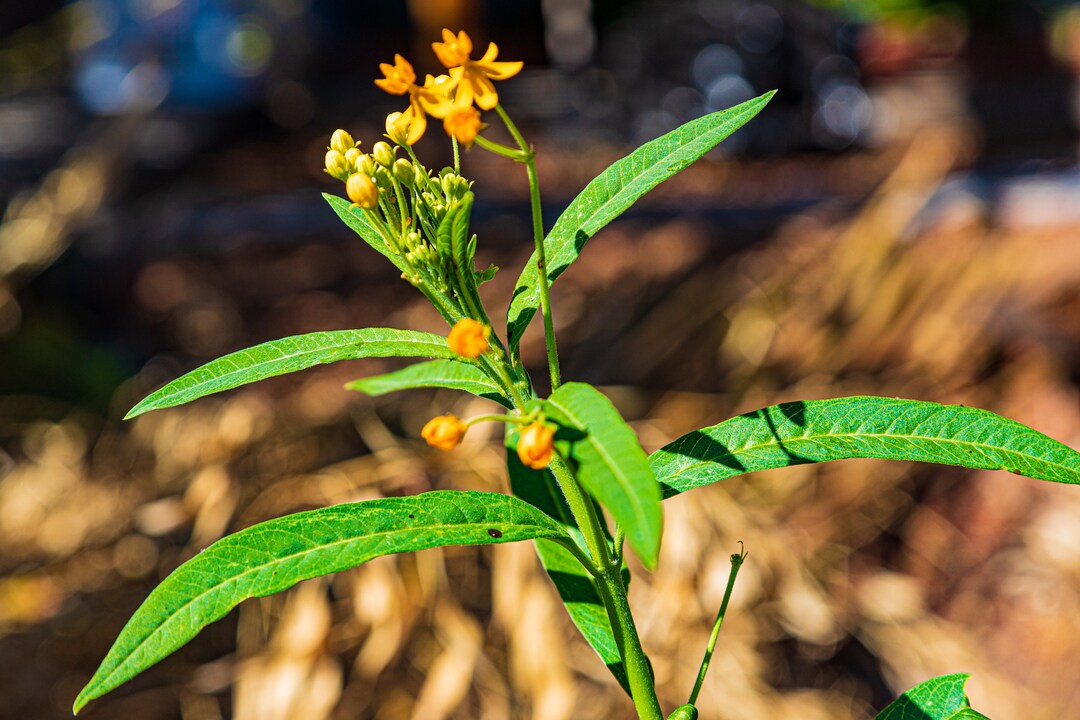 Yellow Milkweed Seeds FREE SHIPPING - Etsy