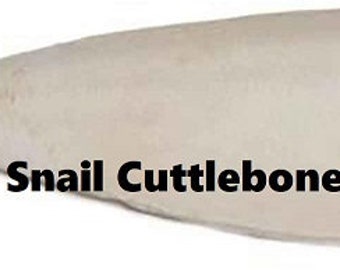 Live Land Snails - Etsy