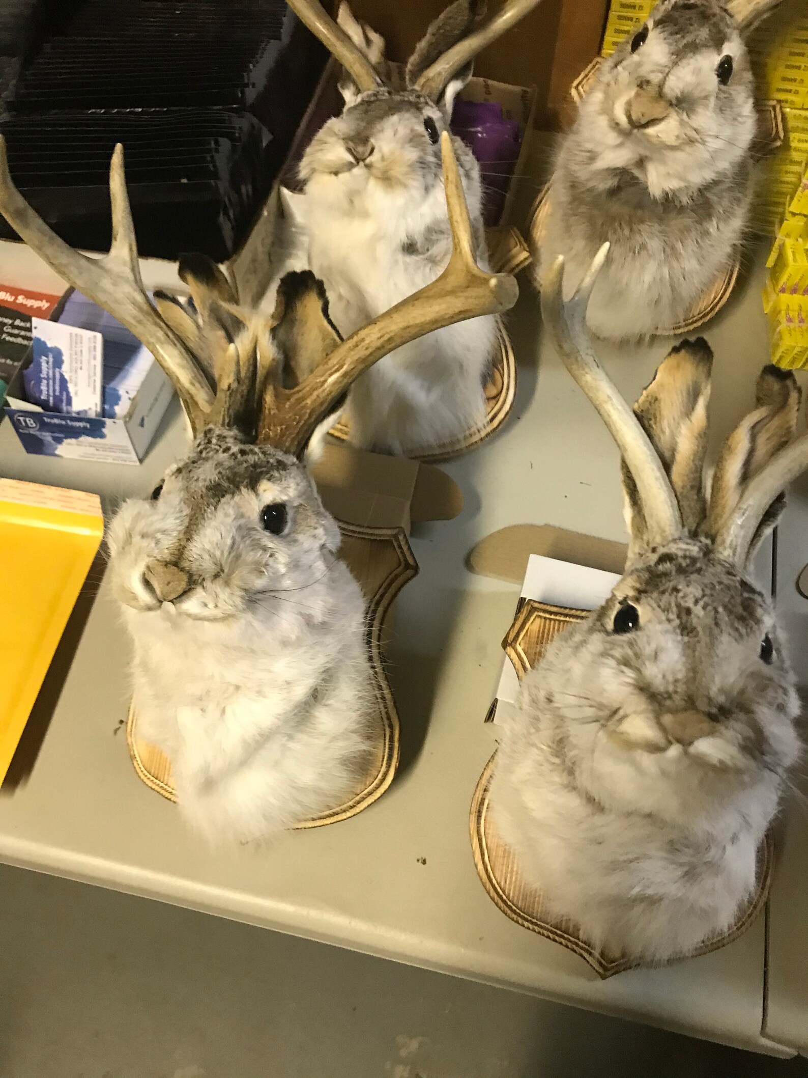 SPECIAL Jackalope Shoulder Head Mount Taxidermy - Etsy