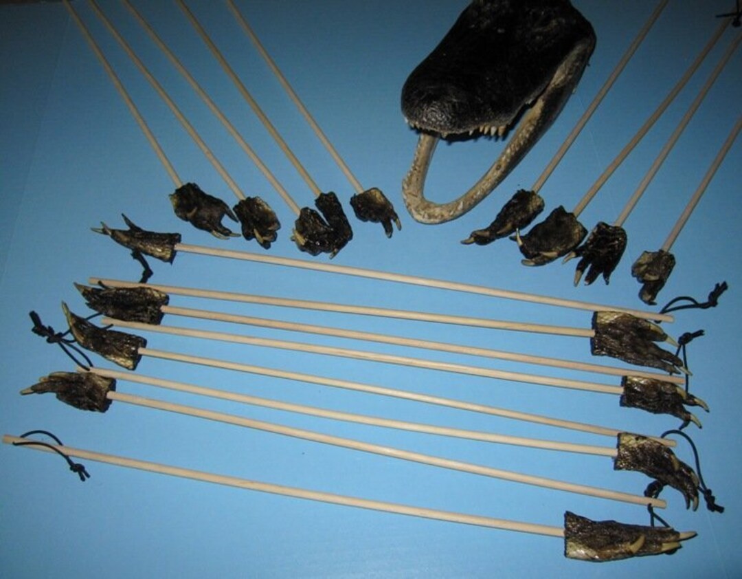 Real Alligator Foot Back Scratchers 2-3 Inch Gator Feet, 20-22 Long 40 ...