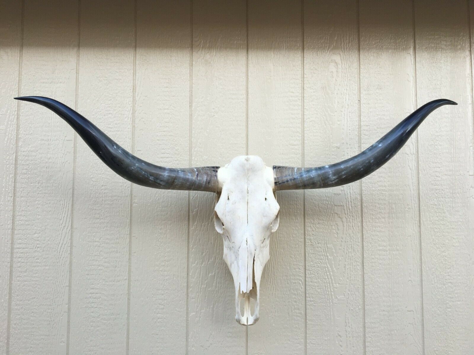 Real Longhorn Steer Skull 4 Foot 6 Inches Wide Polished Bull Horns ...