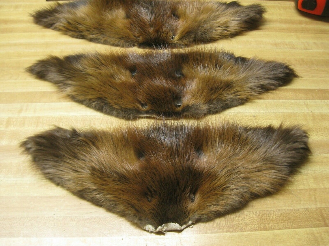 Three Real Super Soft Tanned Beaver Face Faces With Out the - Etsy