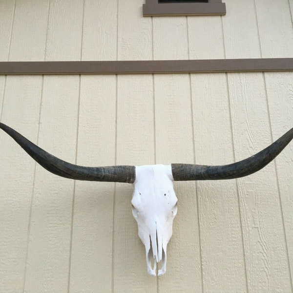 Real Longhorn Skull - Etsy