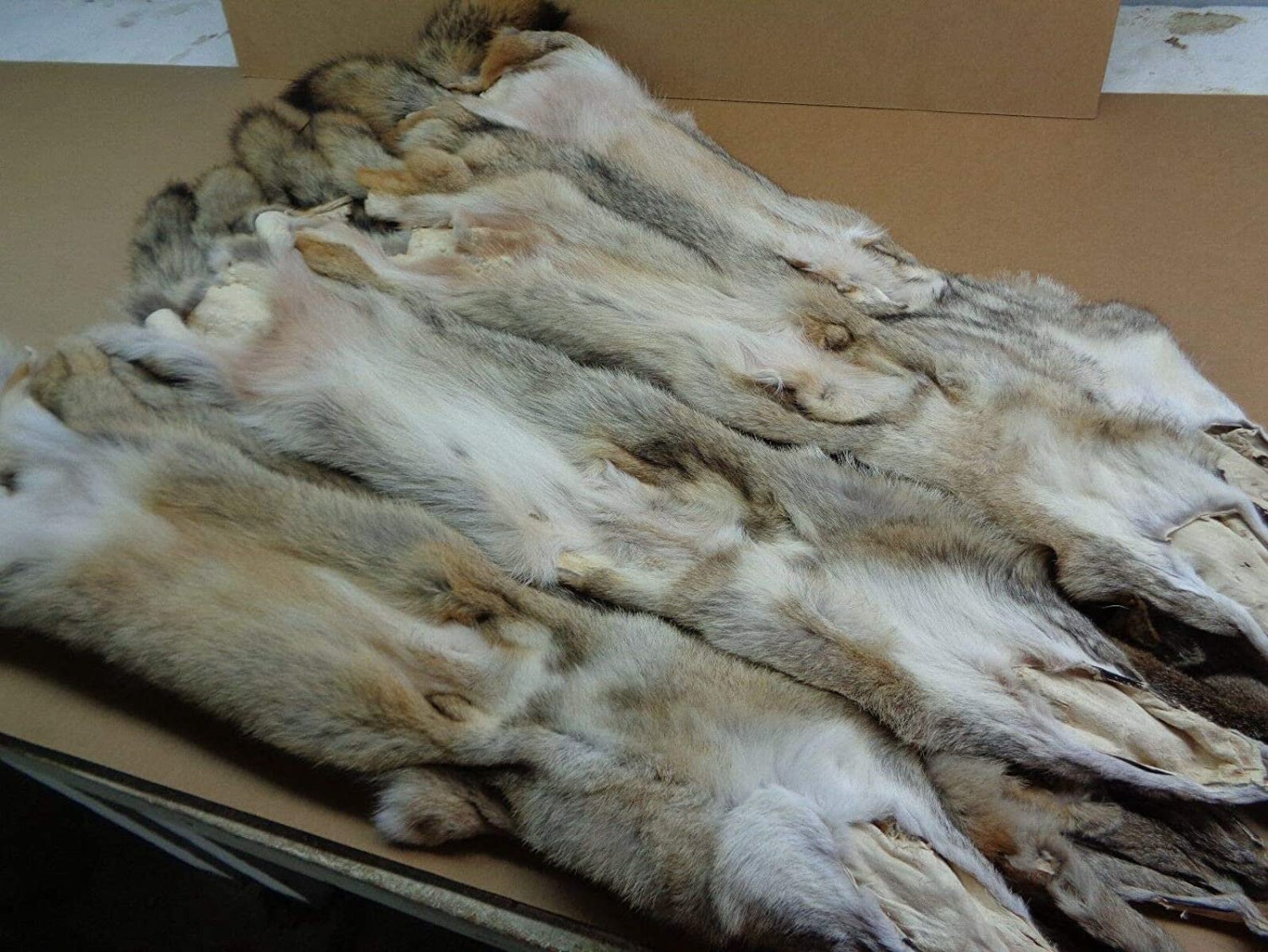 Real Tanned Eastern Coyote Hide Fur Pelt Face Tail Semi-heavy | Etsy