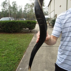Real Polished African Greater Kudu Horn 26-1/4 Inches for Making A ...