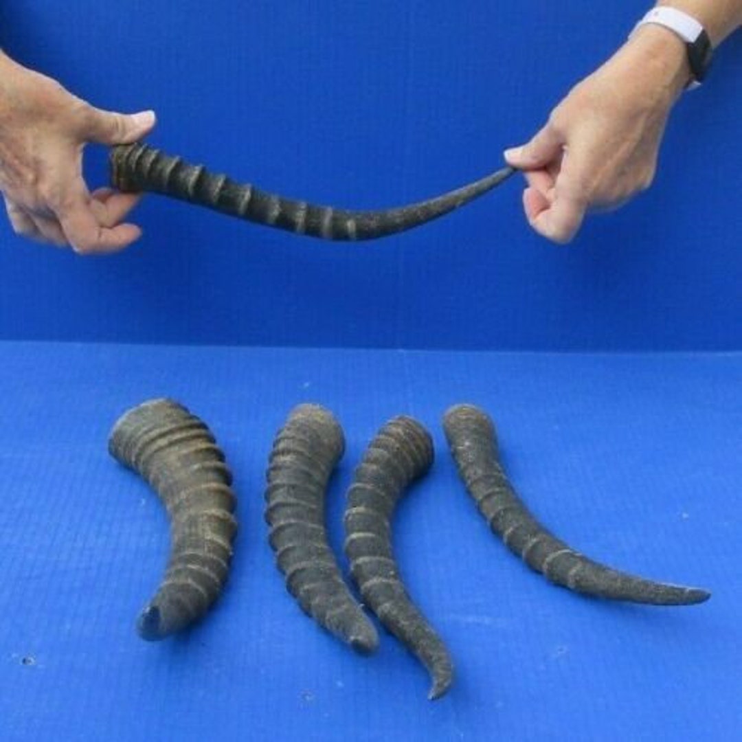 5 Pieces Real South African Springbok Horns 13 to 15 Inches Horn ...