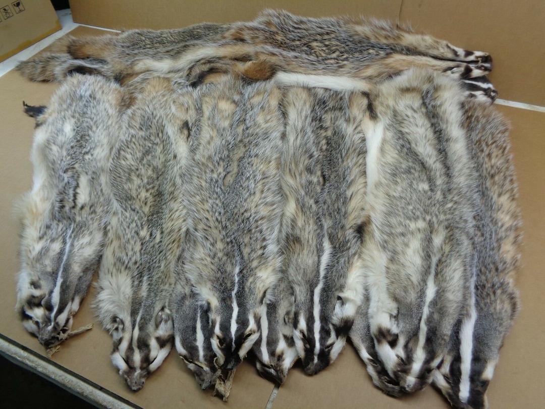 Real Large Tanned Badger Hide Fur Pelt Face Tail 31-36 USA grade Semi ...
