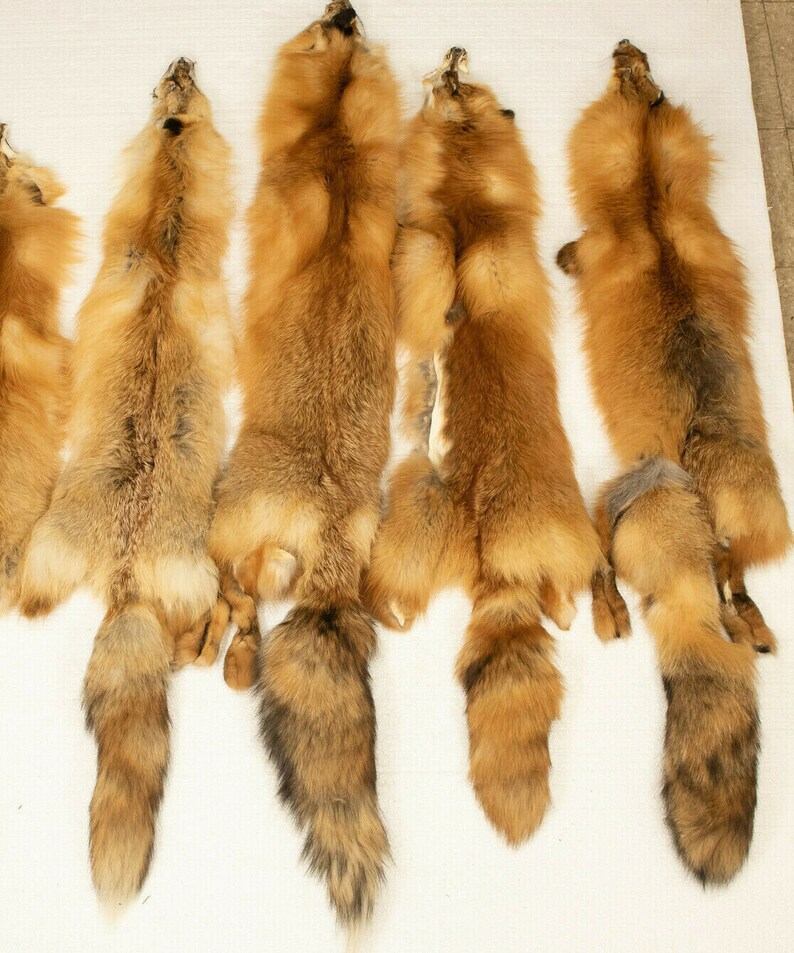 Real Tanned Dark Red Fox Pelt Hide With Face and Tail medium - Etsy