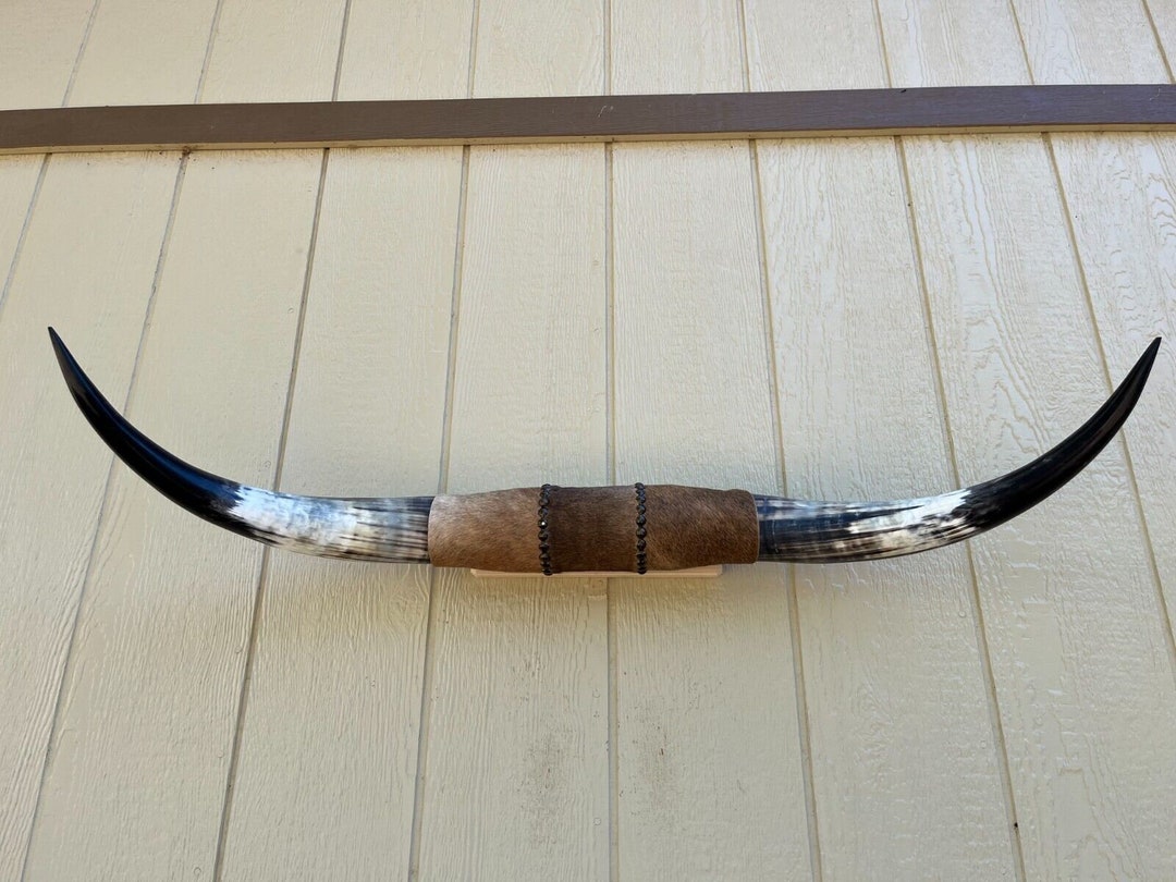 Real Mounted Steer Horns 3 Feet 4 Inches Wide Longhorn Polished Mount ...