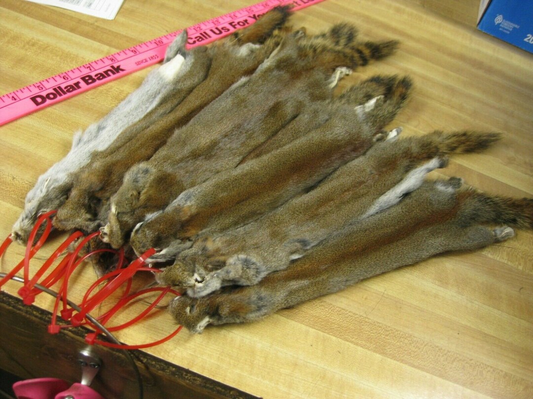 Real Canadian Red Squirrel Pelt Hide Fur With Tail 15-16 Inches grade 1 ...