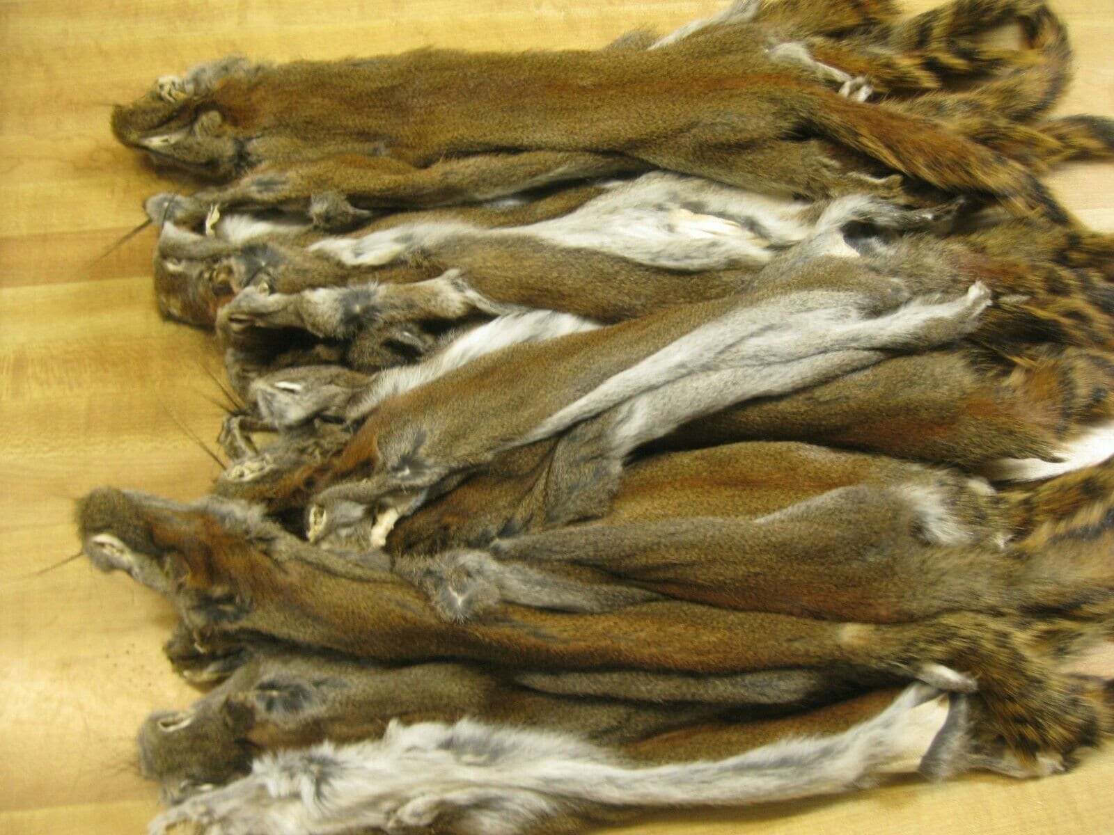 Real Tanned Canadian Red Squirrel Hide Fur Pelt Face Tail - Etsy