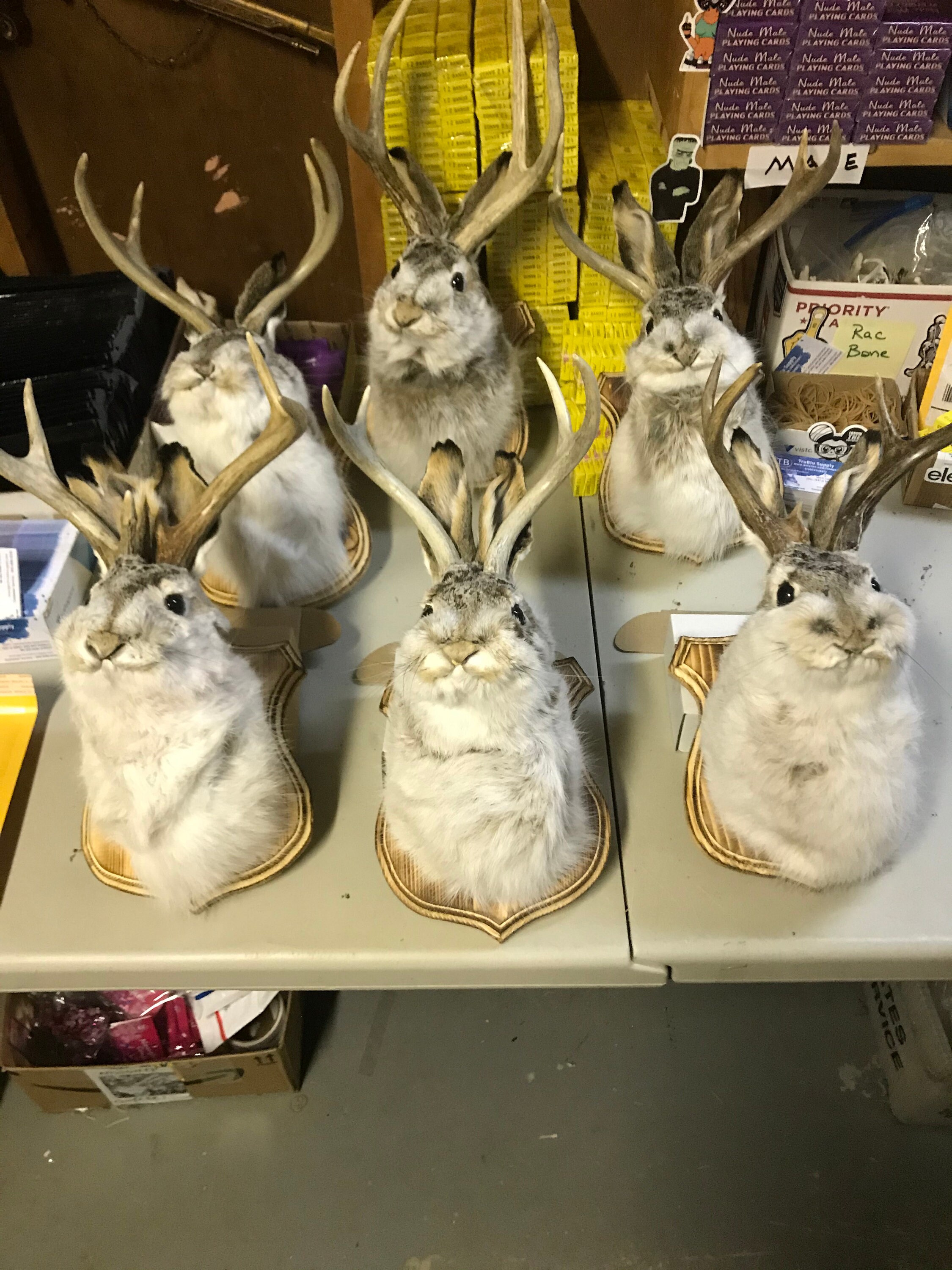 SPECIAL Jackalope Shoulder Head Mount Taxidermy - Etsy