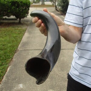 Real Polished African Greater Kudu Horn 26-1/4 Inches for Making A ...