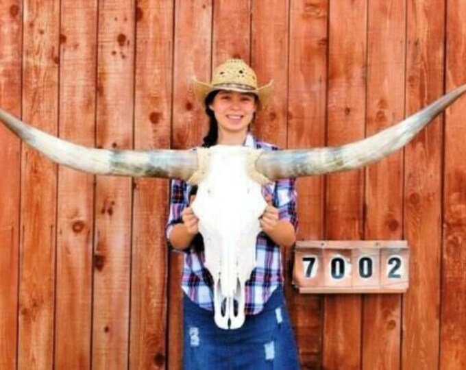 Real Longhorn Steer Skull 4 Foot 10 Inches Wide Polished Bull Horns ...