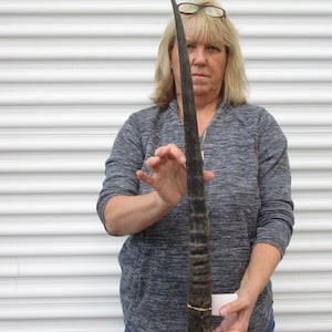 Real South African Gemsbok Oryx 27-1/2 Inch Horn Taxidermy for Making A ...