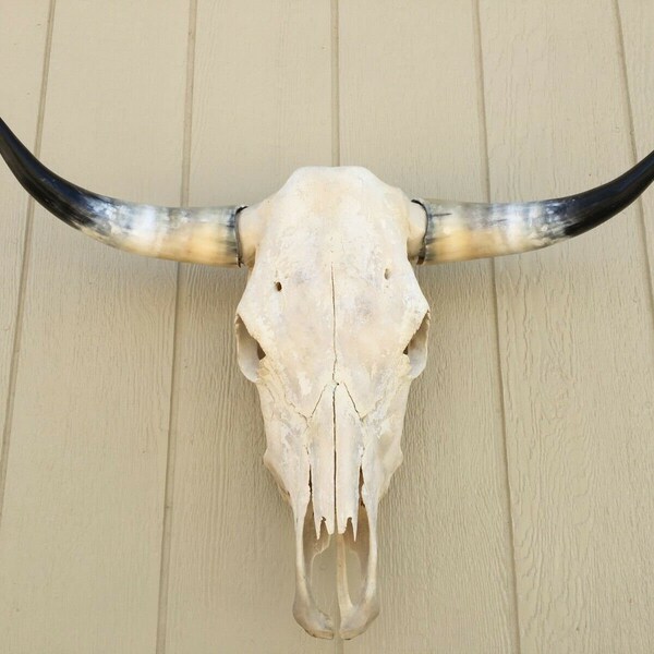 Real Cow Skull - Etsy