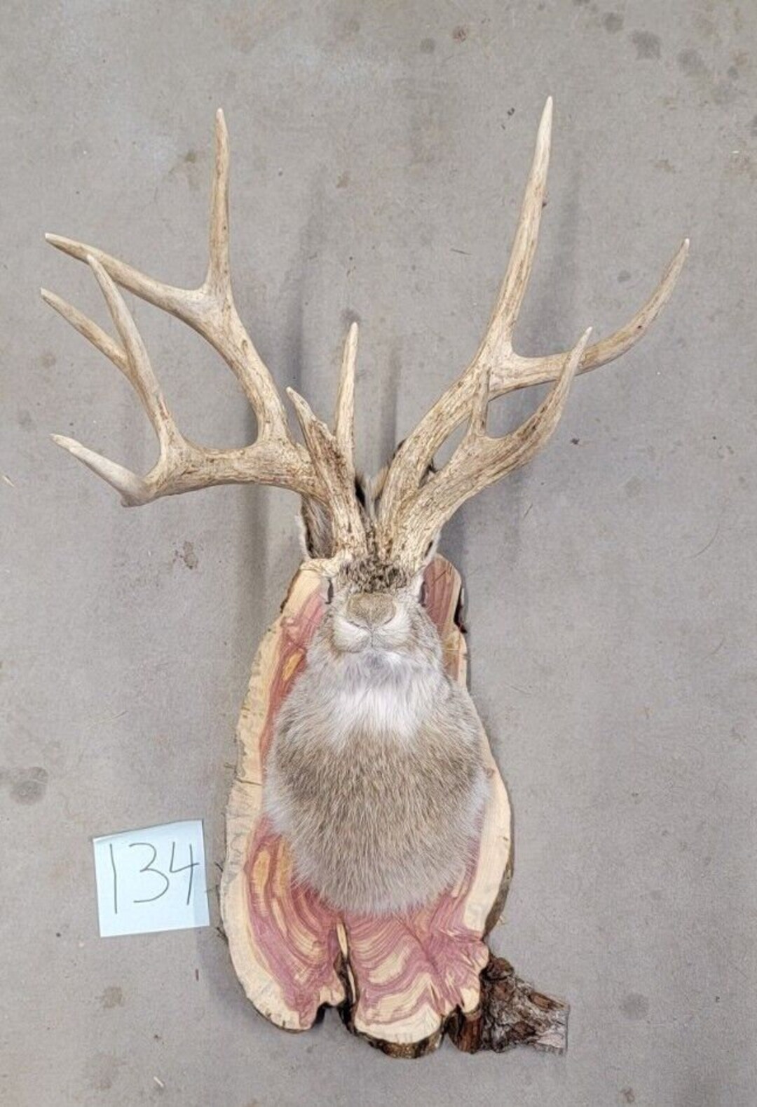 SPECIAL Jackalope Shoulder Head Mount Taxidermy Mounted 10-12 Point ...