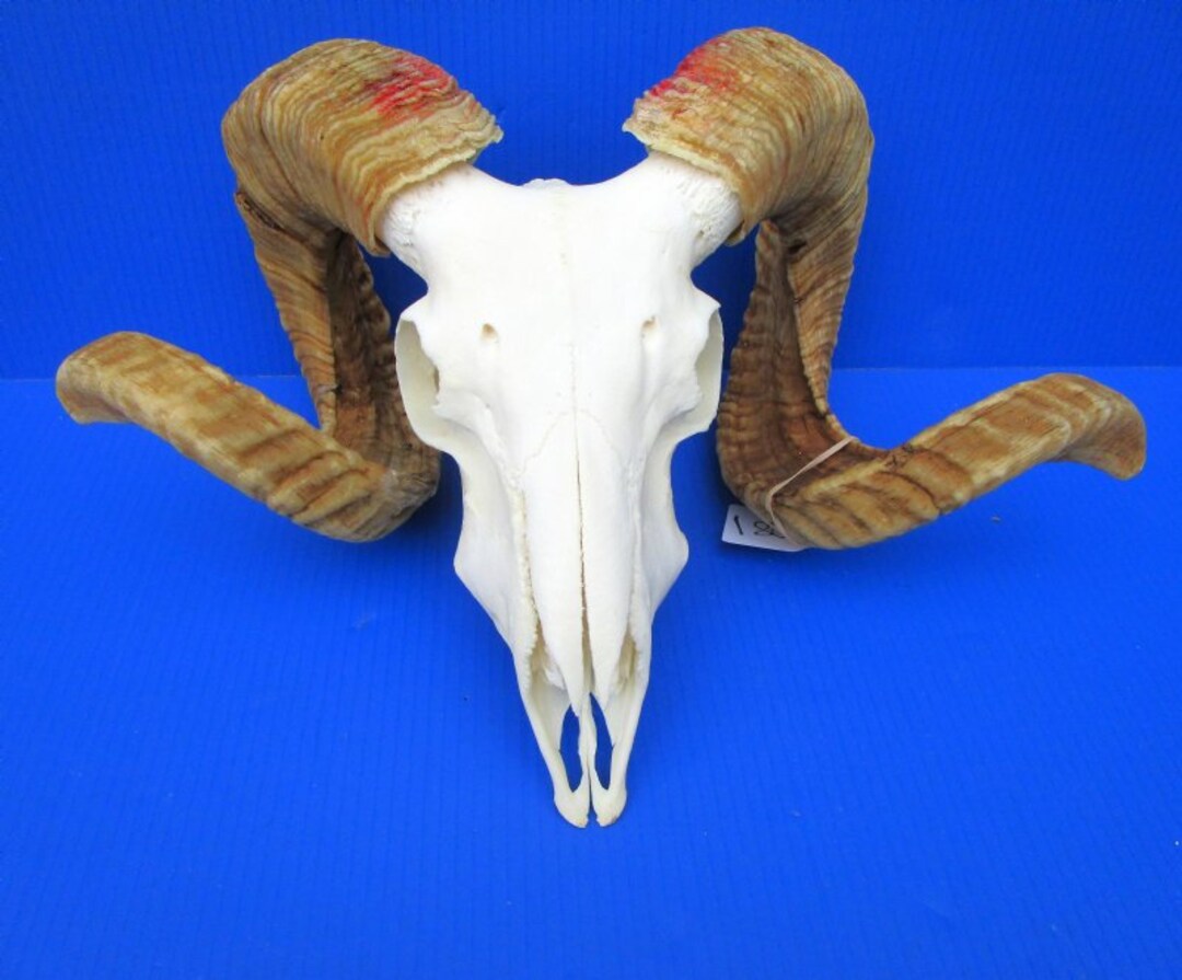 Authentic African Merino Ram Sheep Skull With 28 and 29 Inches Horns ...