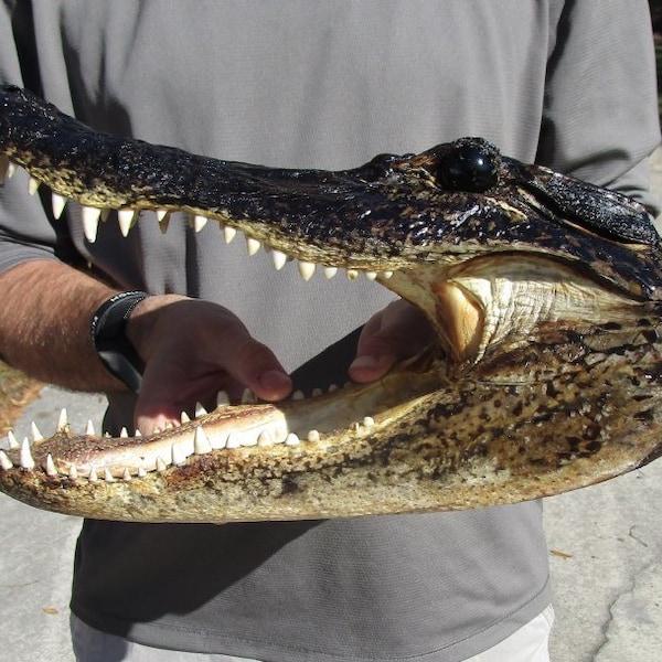 Alligator Heads - Etsy