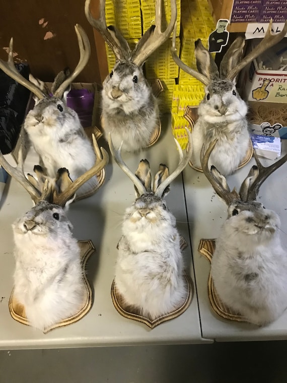 Mounted Jackalope