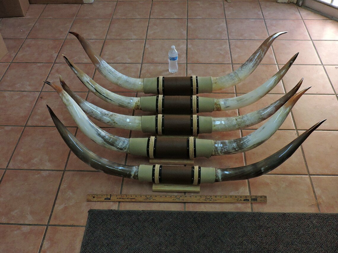 Real Mounted Steer Cow Bull Texas Long Horns 4 Foot 6 Inches - Etsy