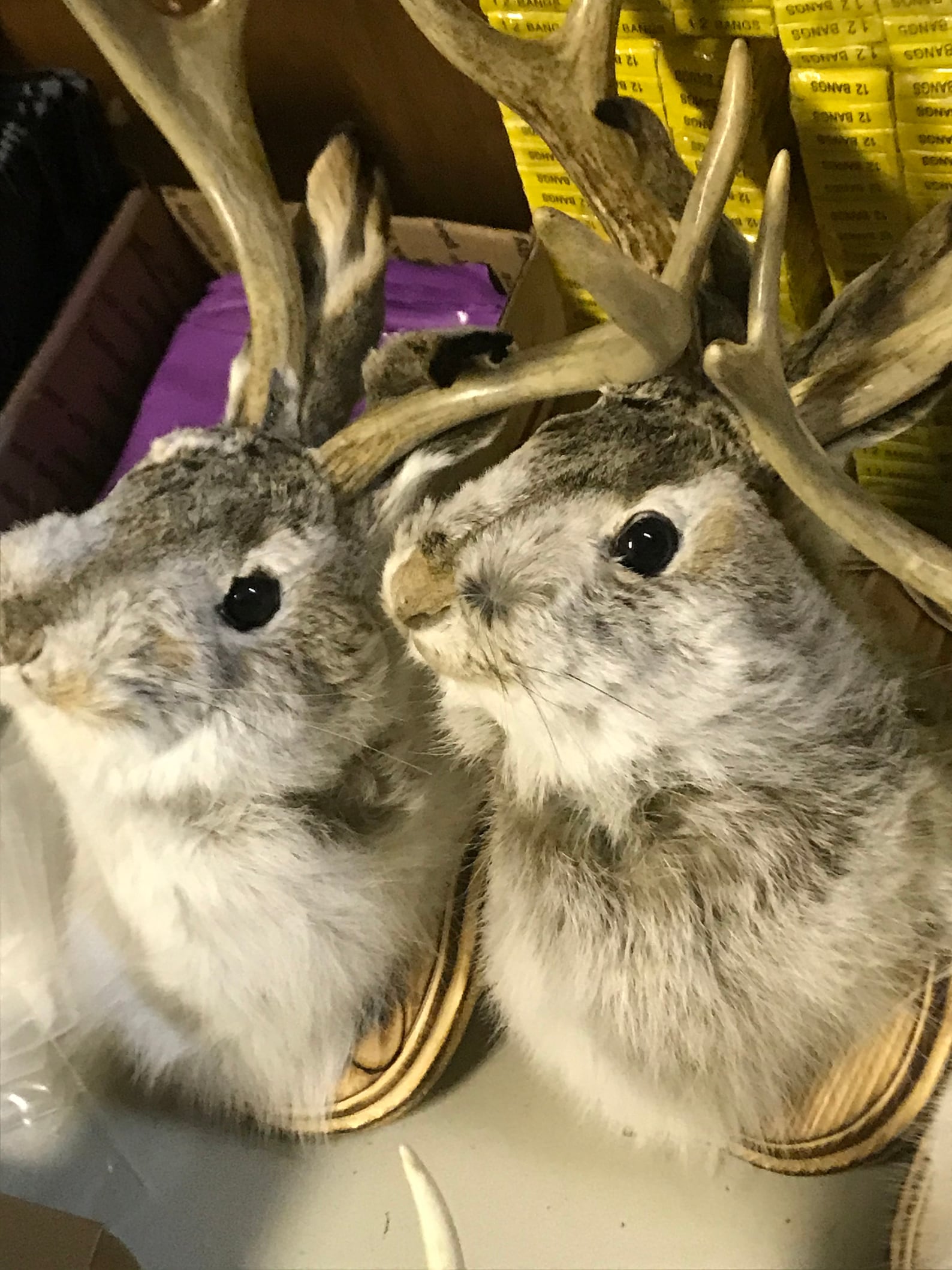 SPECIAL Jackalope Shoulder Head Mount Taxidermy - Etsy