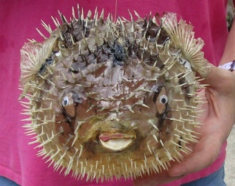 Real Dried Porcupine Blowfish 8 Inches Long With Hanger - Etsy