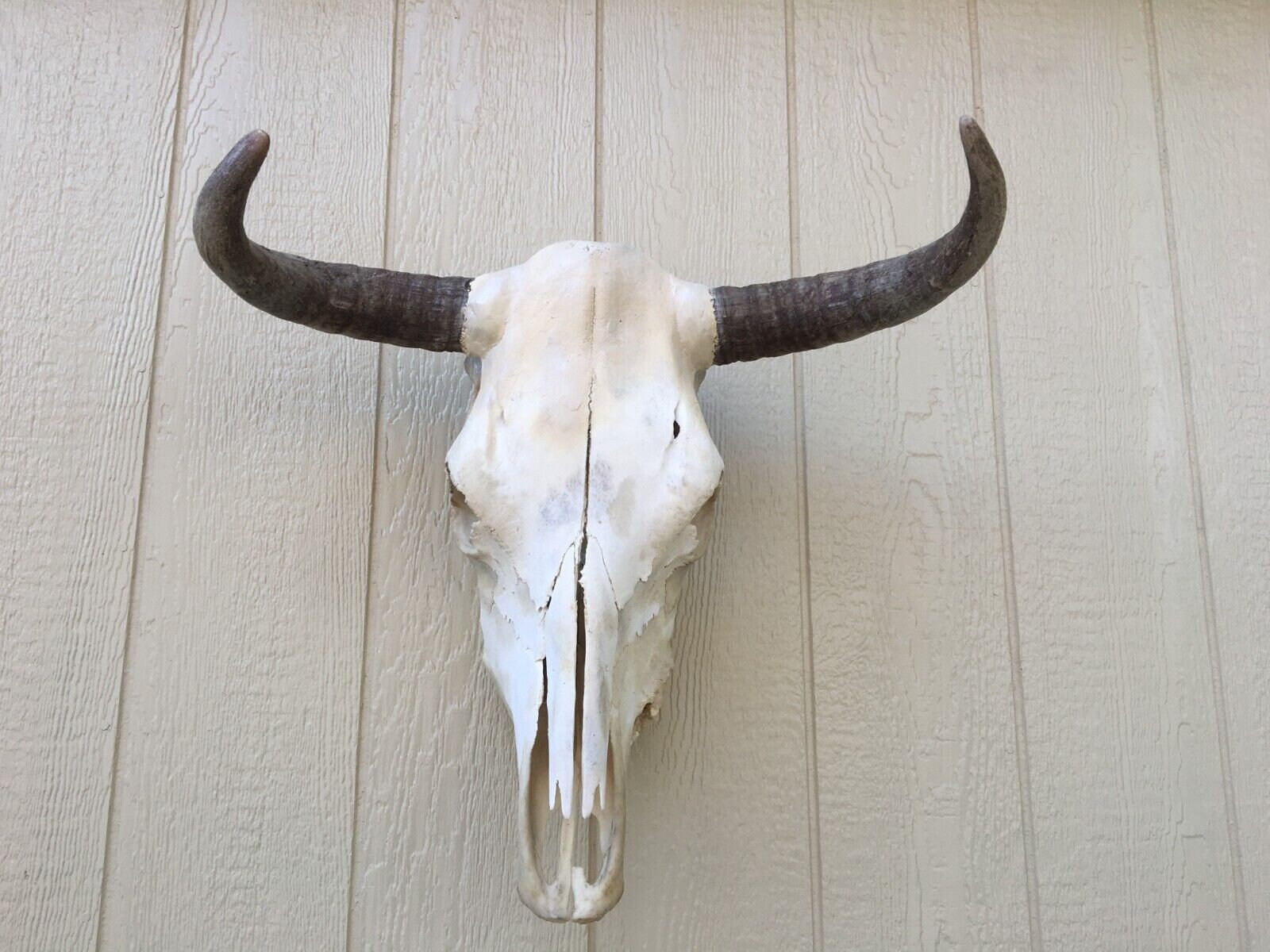 Bull Skull With Horns For Sale