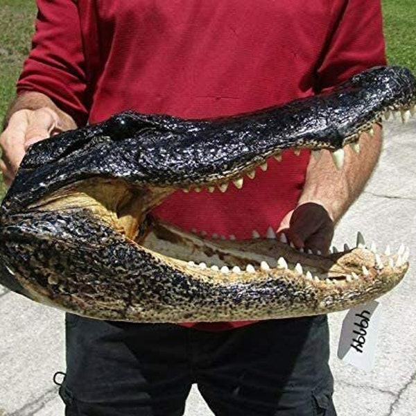 Alligator Foot - Etsy