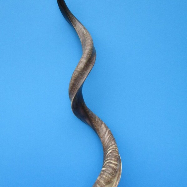 Shofar - Etsy