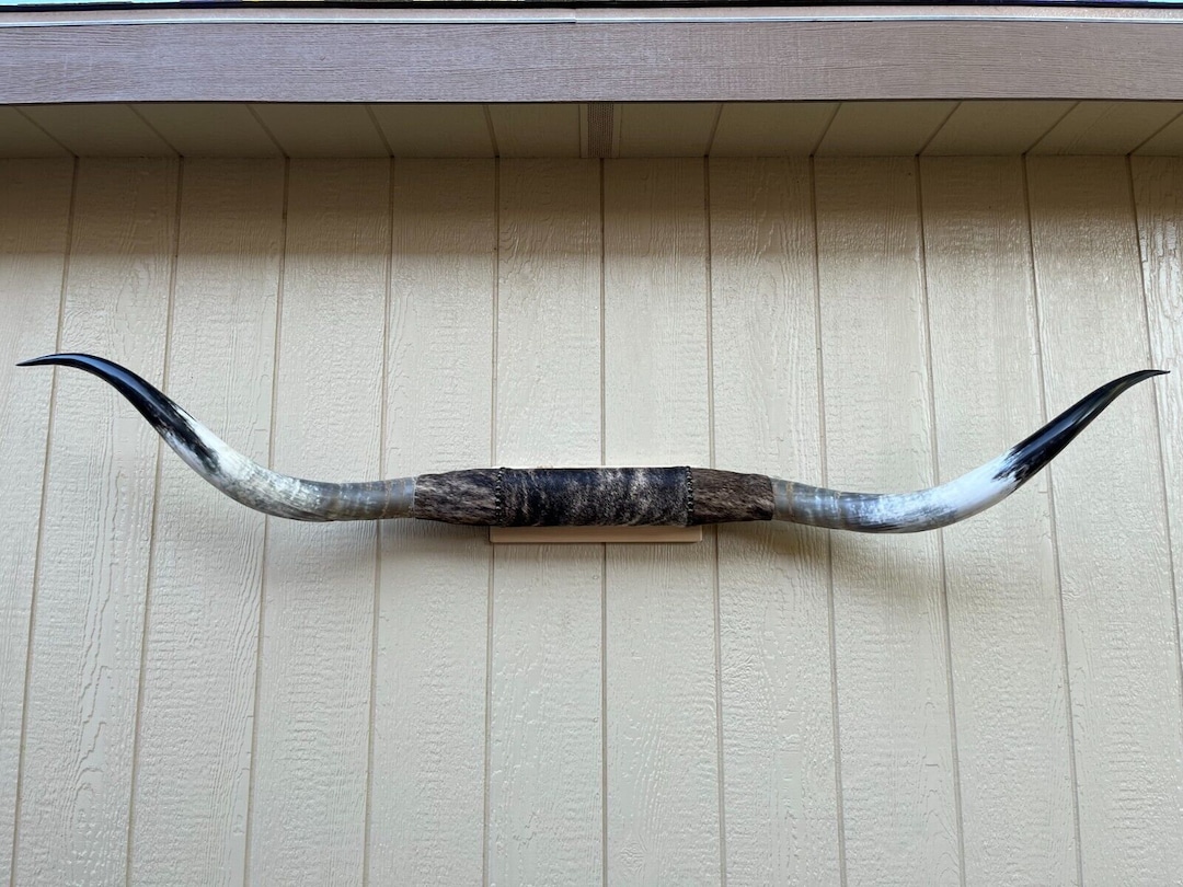 Real Mounted Steer Long Horns With Hair 6 Foot 1 1/2 Inches Polished ...
