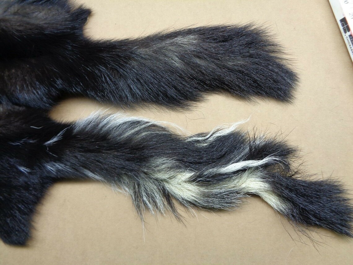 Real Large Tanned V Stripe Skunk Hide Fur Pelt Face Tail | Etsy
