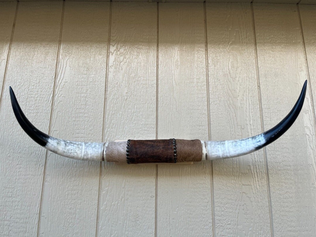 Real Mounted Steer Cow Bull Texas Long Horns 34 Inch POLISHED - Etsy